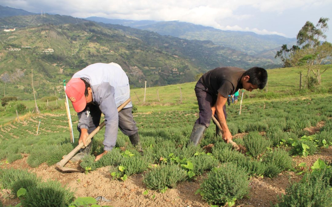 FAO y RAPE tienen el plan para promover el desarrollo rural en la ...